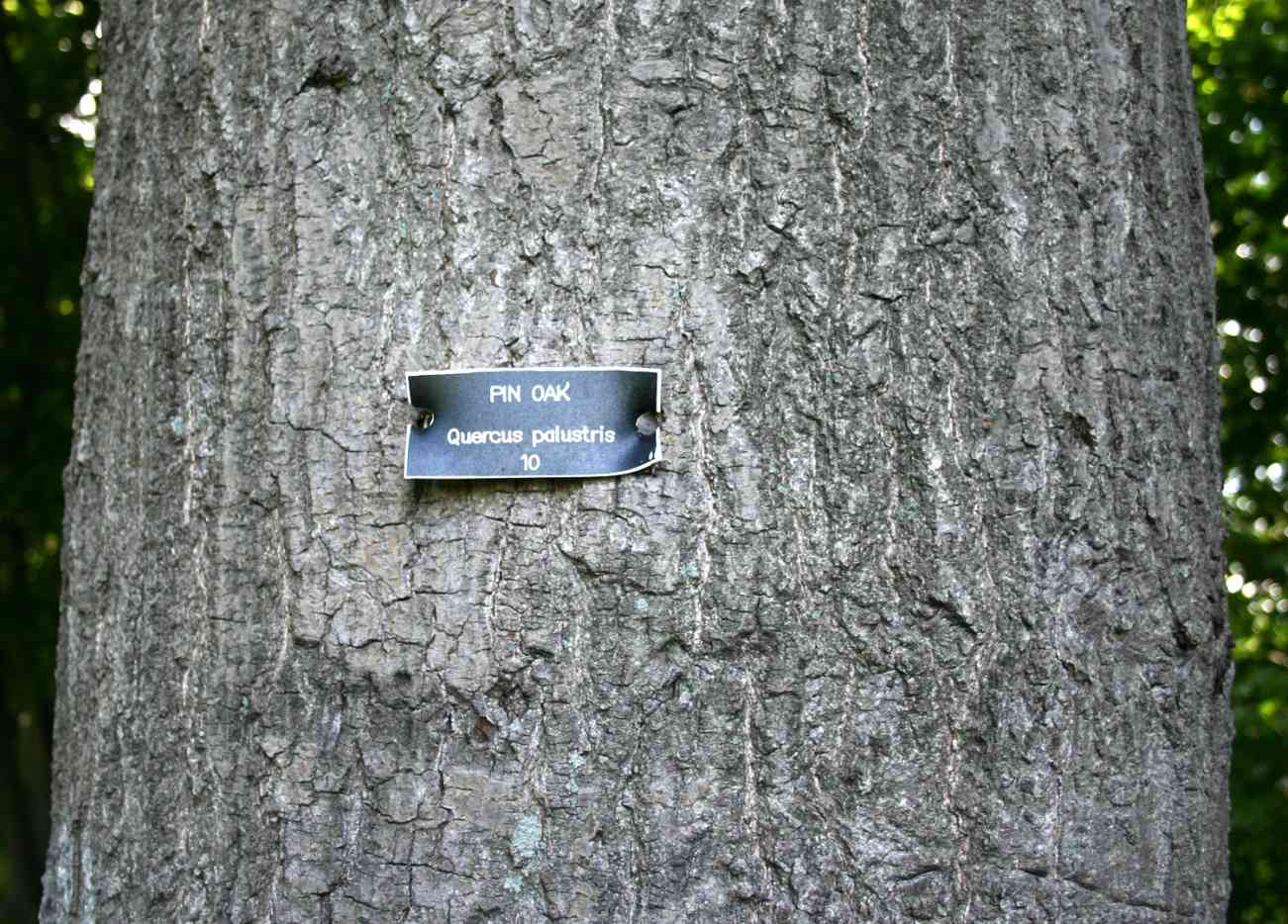 Common Types of Oak Trees (With Bark Photos for Identification) - HubPages