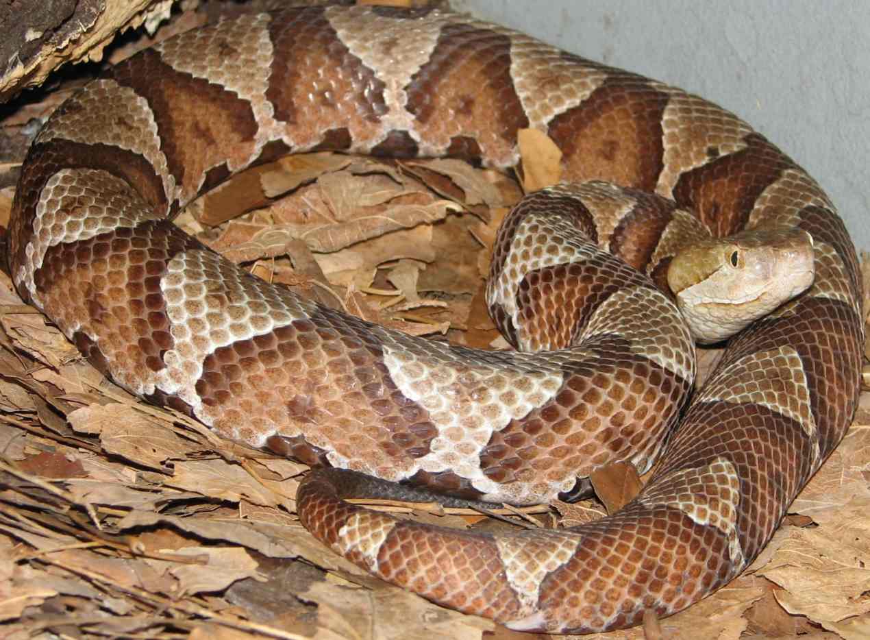 How to Identify the Snakes of Indiana - HubPages