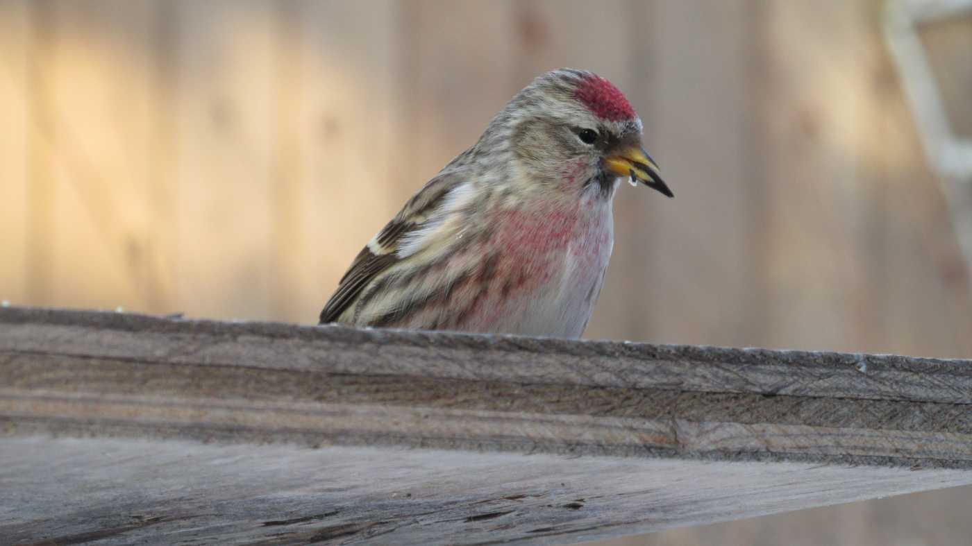 Finches Come in All the Colors of the Rainbow - Owlcation