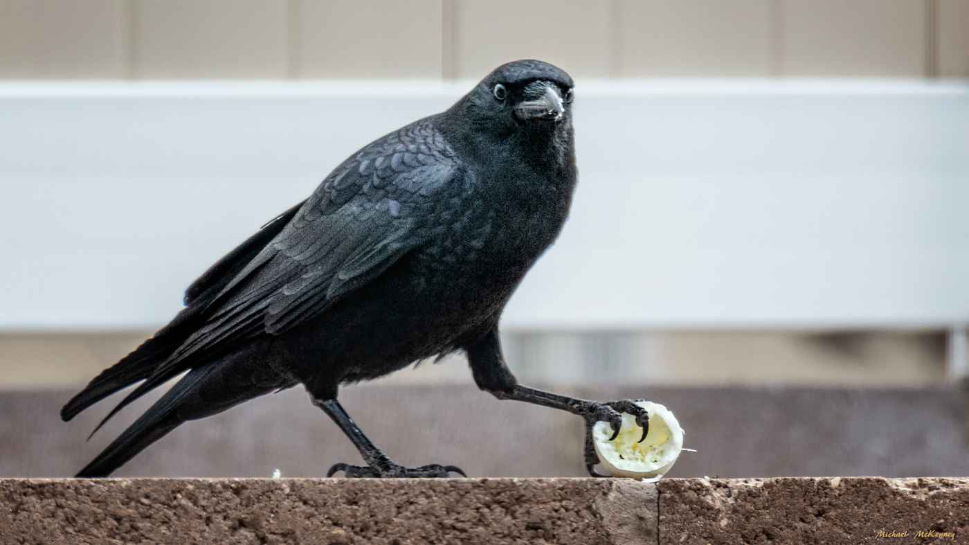 Most People Either Love or Hate Loud, Curious Crows - HubPages