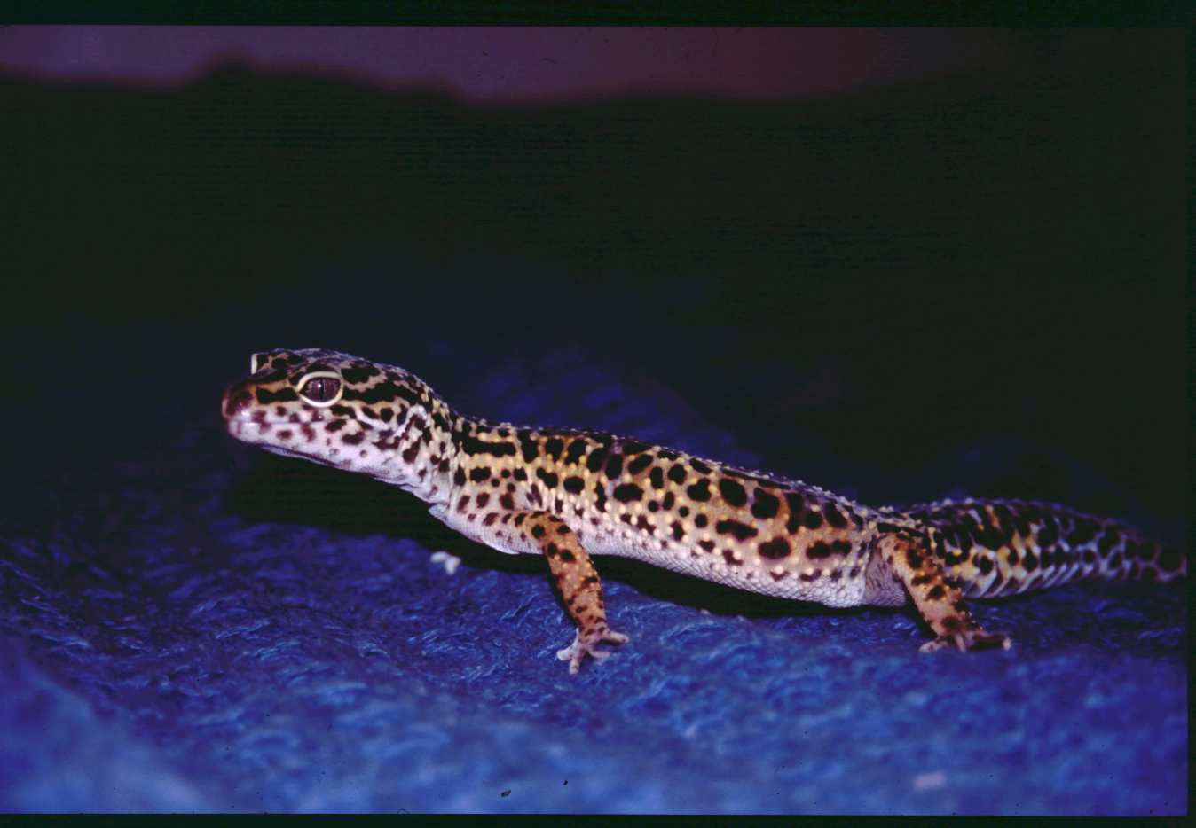 How to Convince Your Parents to Let You Have a Pet Lizard - HubPages