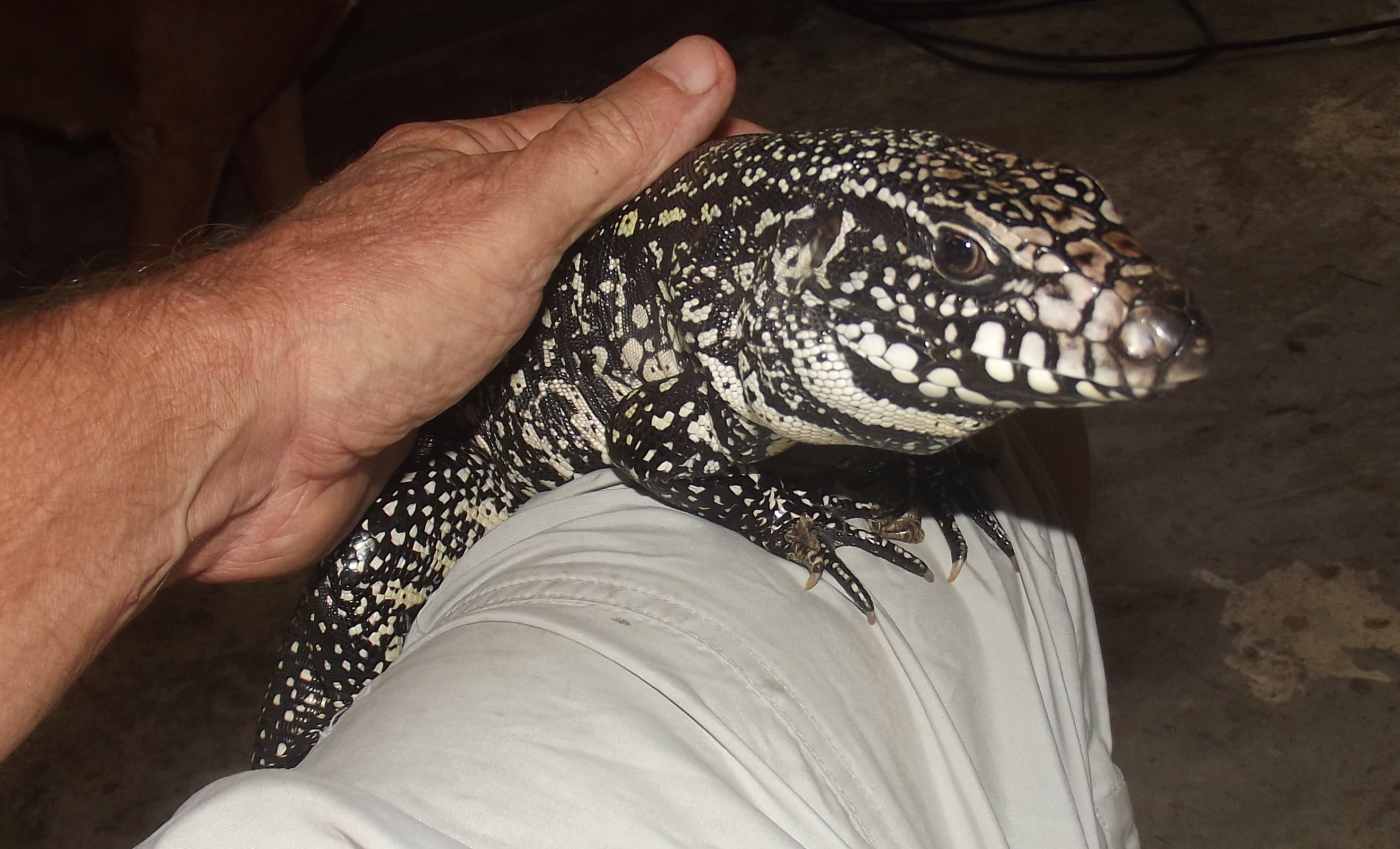 Why the Tegu Is the Best Pet Lizard - PetHelpful