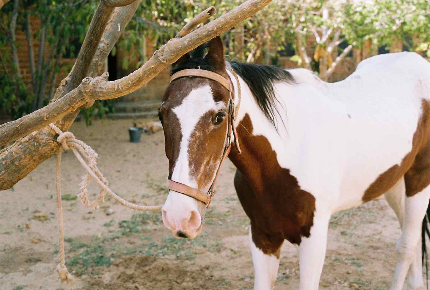 9 Beautiful, Rare and Unusual Horse Breeds - PetHelpful