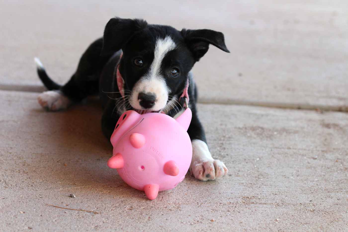 Information About a McNab Puppy - HubPages