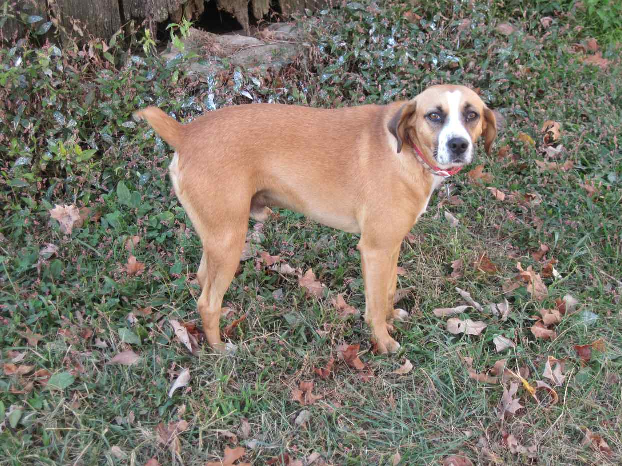 Anatolian Shepherd/Great Pyrenees Cross: A Great Livestock Guard Dog ...