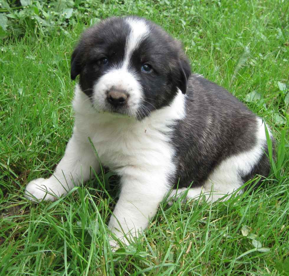 Anatolian Shepherd/Great Pyrenees Cross: A Great Livestock Guard Dog ...