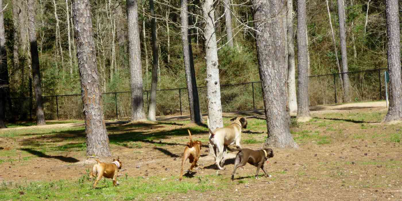 Burroughs Park: A Fabulous 320-Acre Park in Tomball, Texas - HubPages