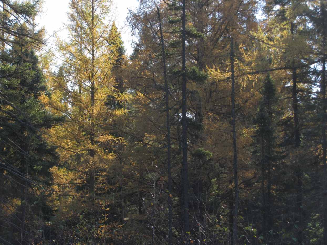The Famous Quaking Bog You've Never Heard of - HubPages