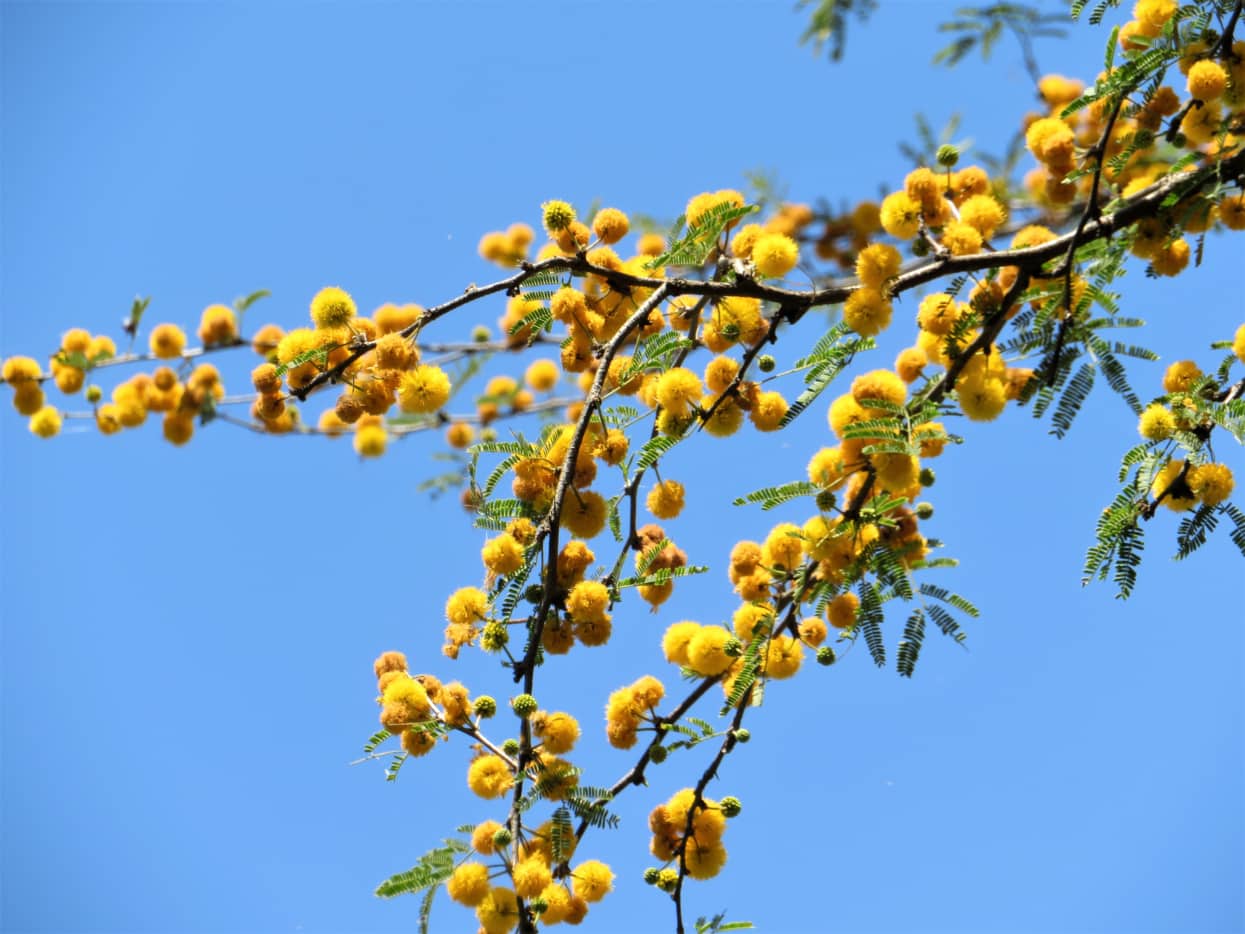 Growing Huisache Trees in Southern Landscaping: Beauty and the Beast ...