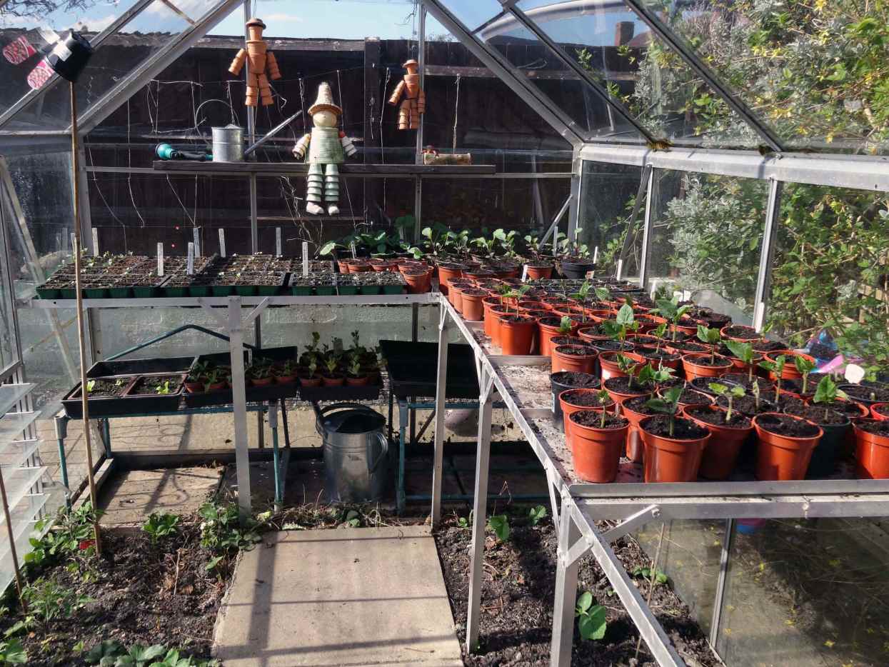 Precision Seed Sowing Made Simple - HubPages