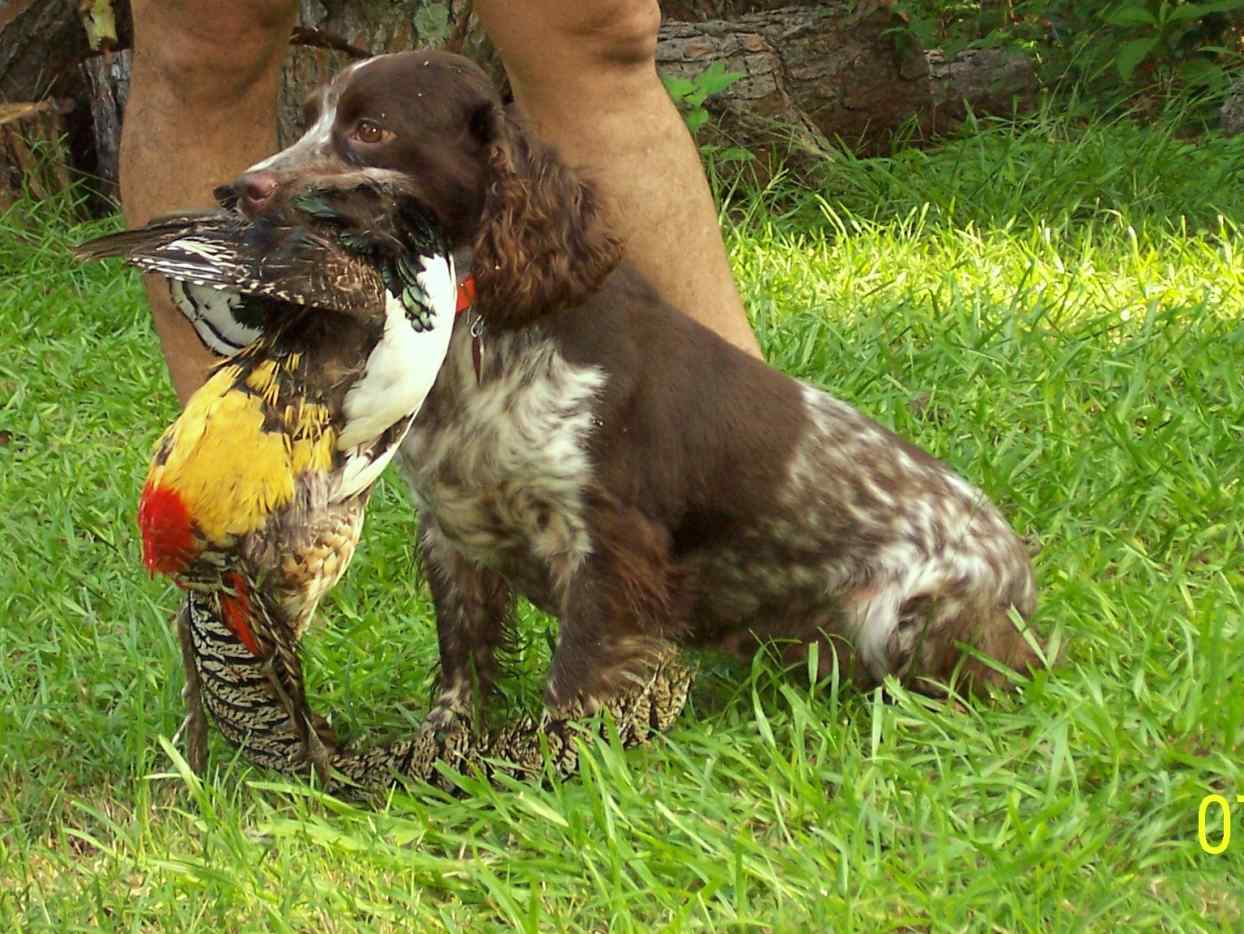 The 10 Best Gun Dogs - HubPages