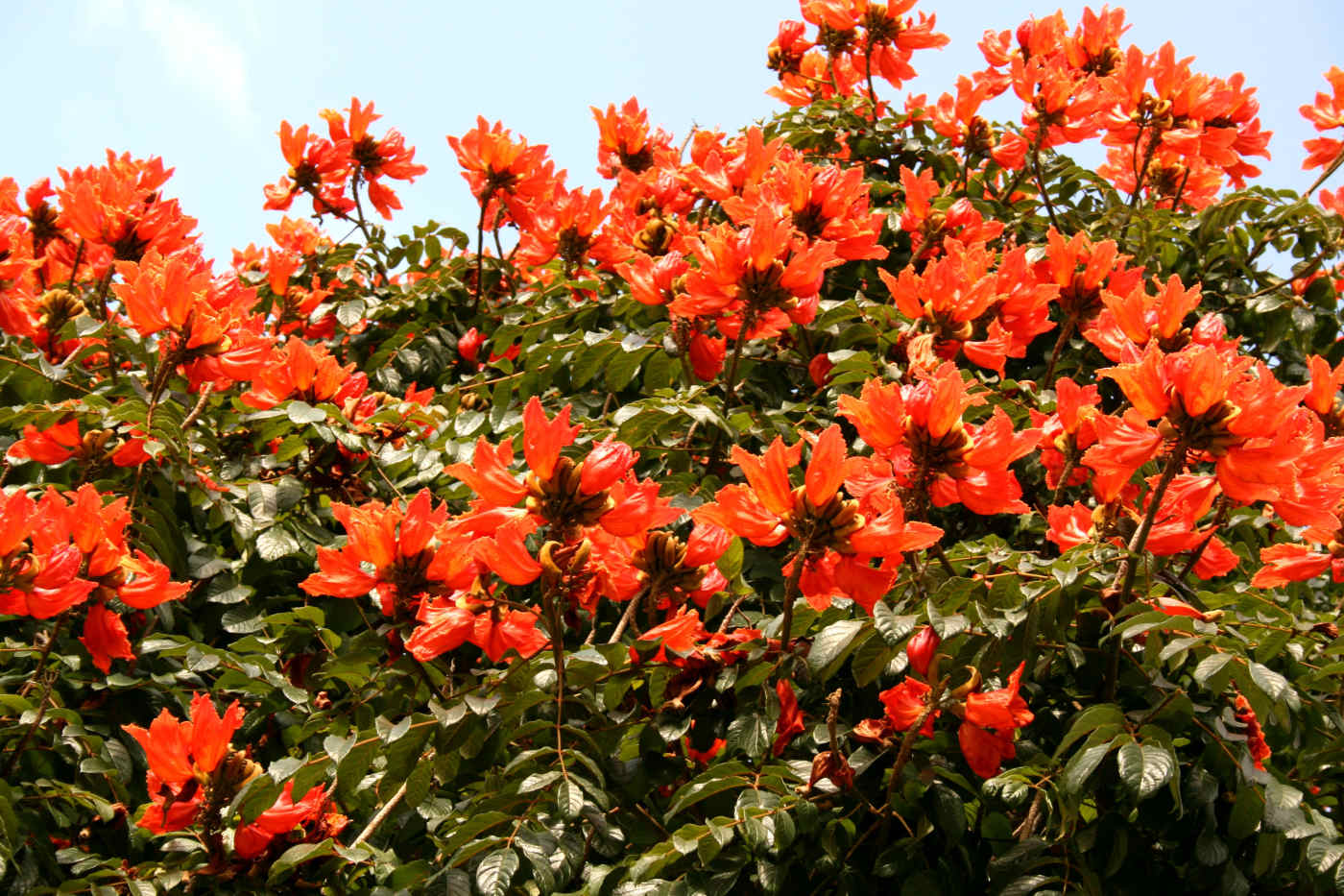 Spathodea - Flame of the Forest - African Tulip Tree - Some Health ...