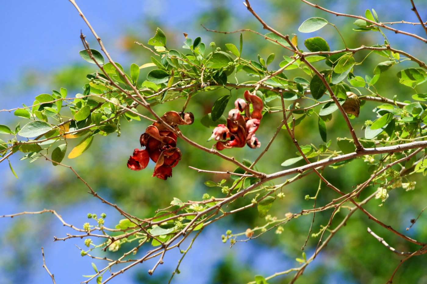 Fruits Found in the Philippines - HubPages