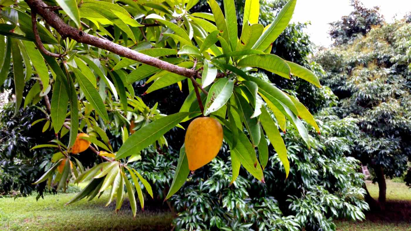 Fruits Found in the Philippines - HubPages