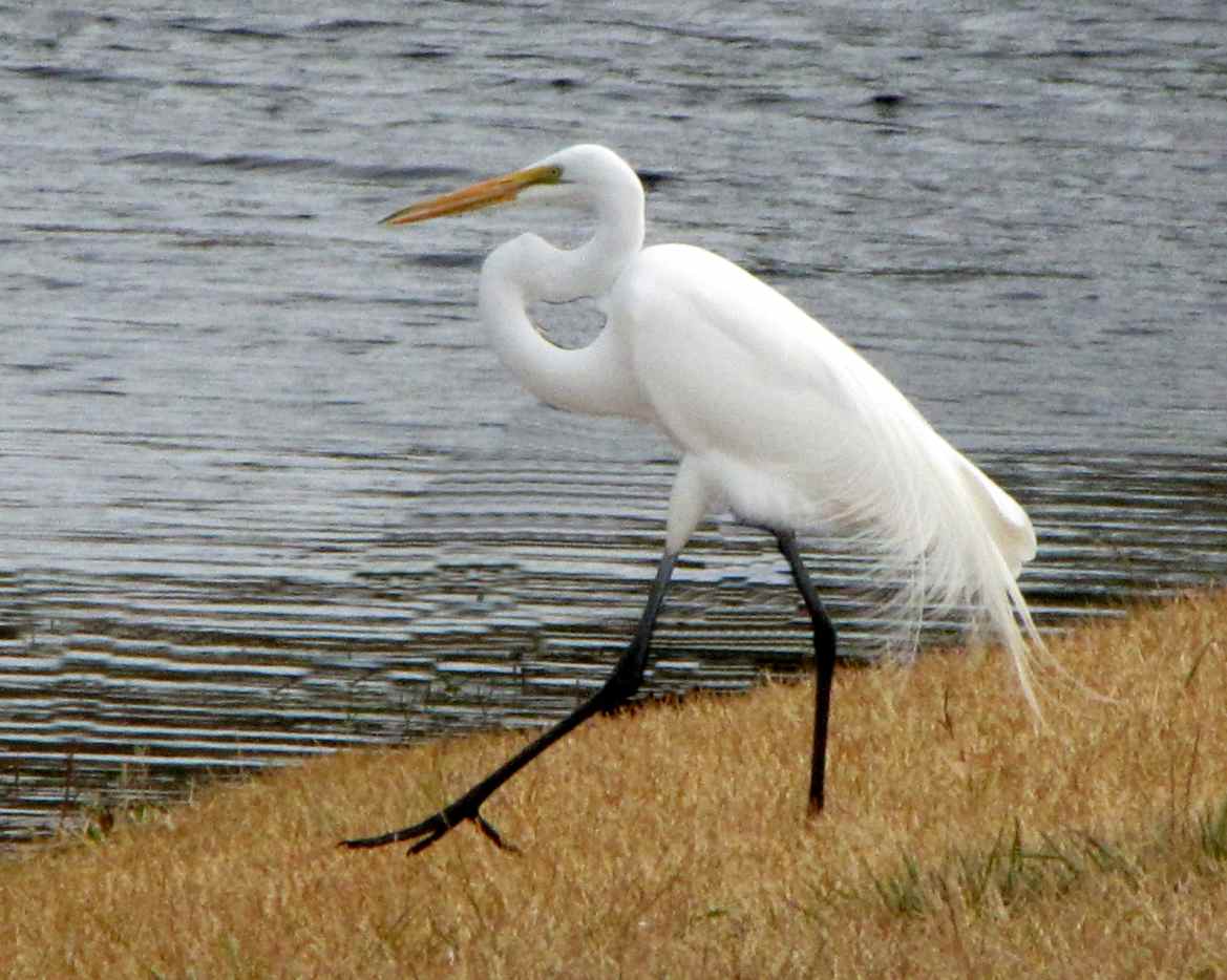 How to Identify Florida Waterbirds (With Photos and Videos) - HubPages