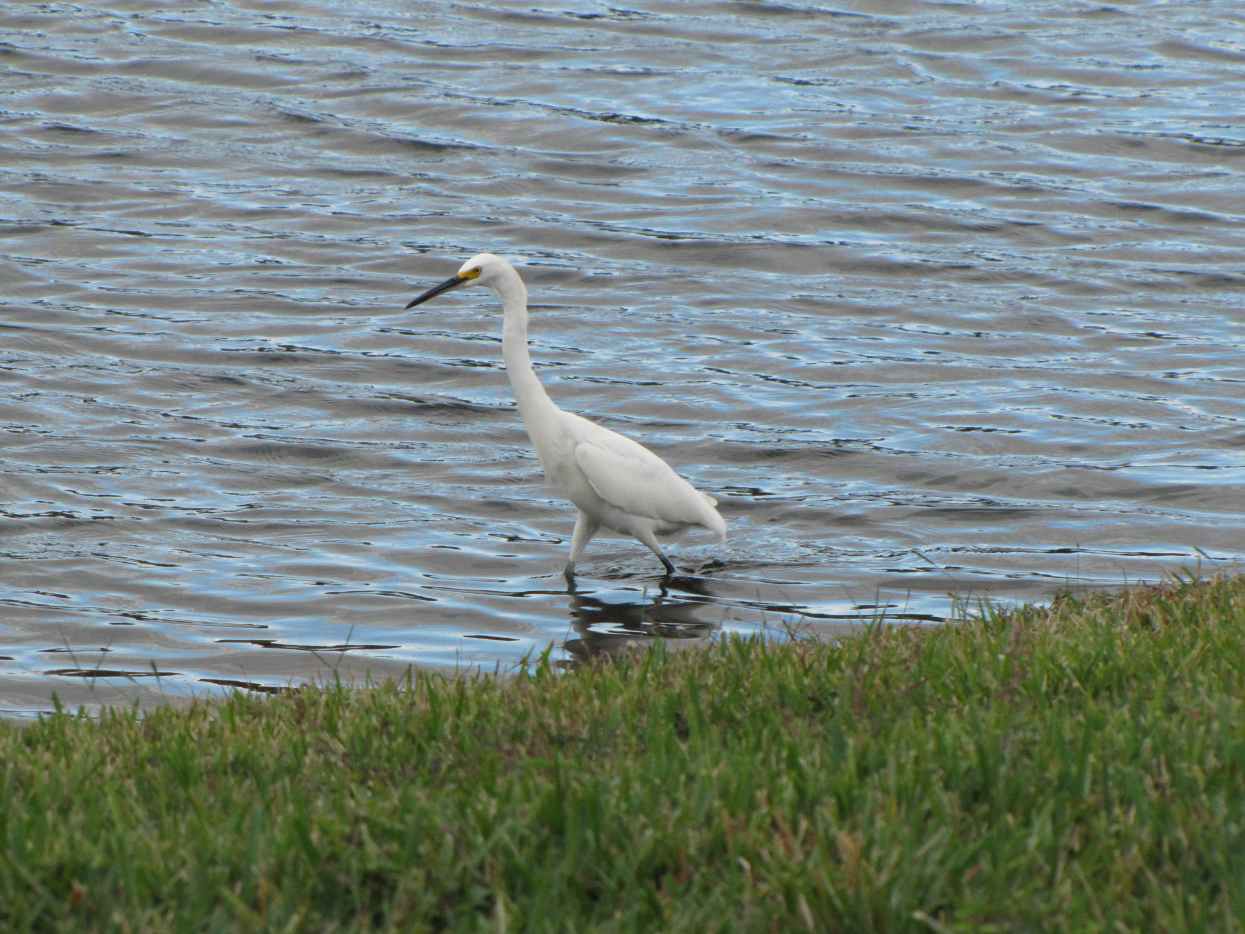 How to Identify Florida Waterbirds (With Photos and Videos) - HubPages