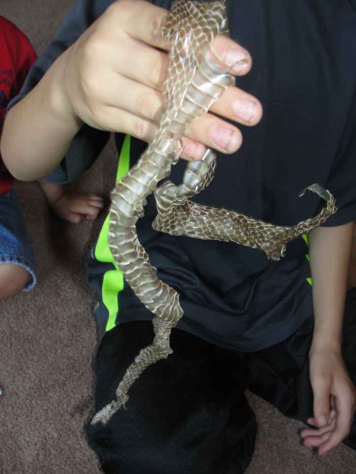 Amphibians, Reptiles, and Fish Lesson - HubPages