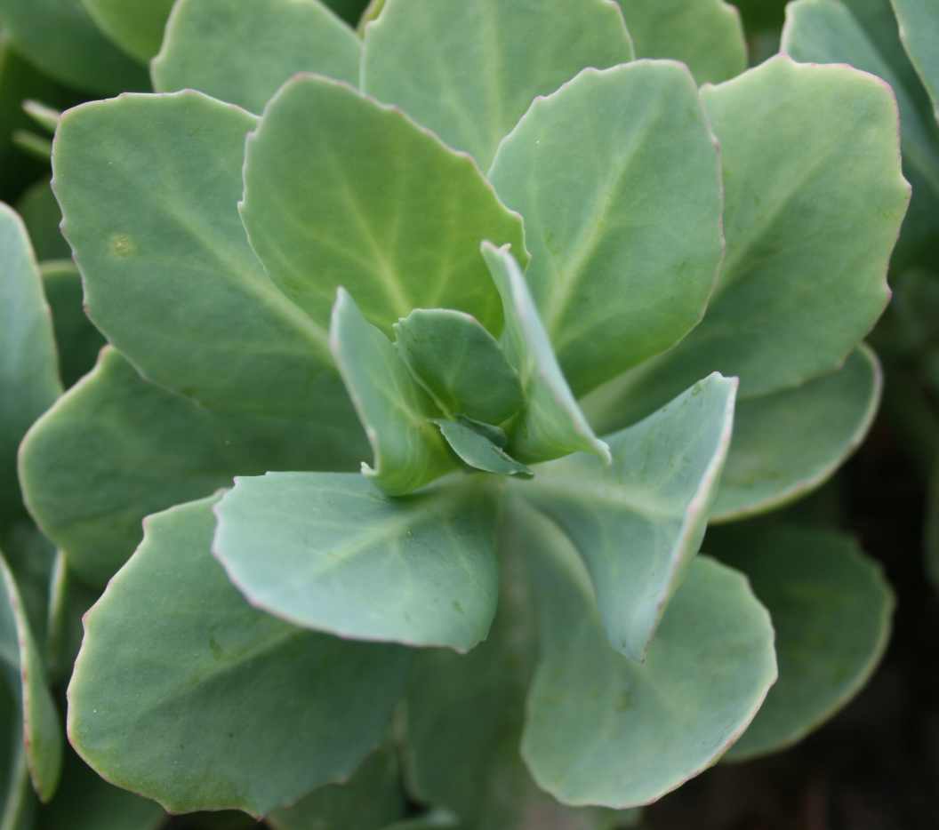 Silver Perennials That Are Easy to Grow - HubPages