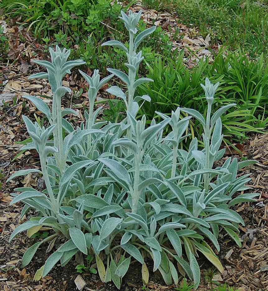 Silver Perennials That Are Easy to Grow - HubPages