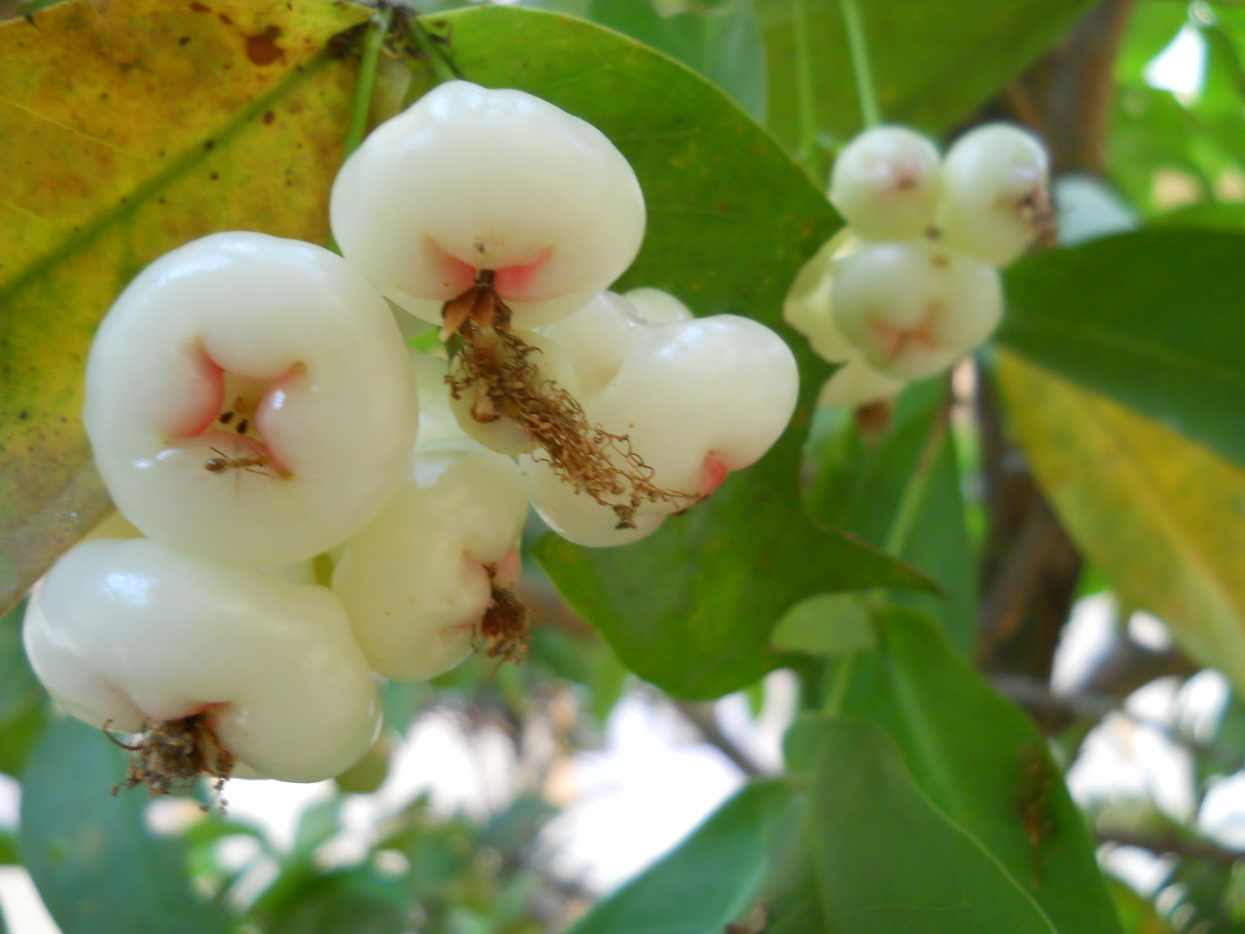 Jambu - Water Apple - Bell Fruit - Nutrition And Health Benefits - HubPages