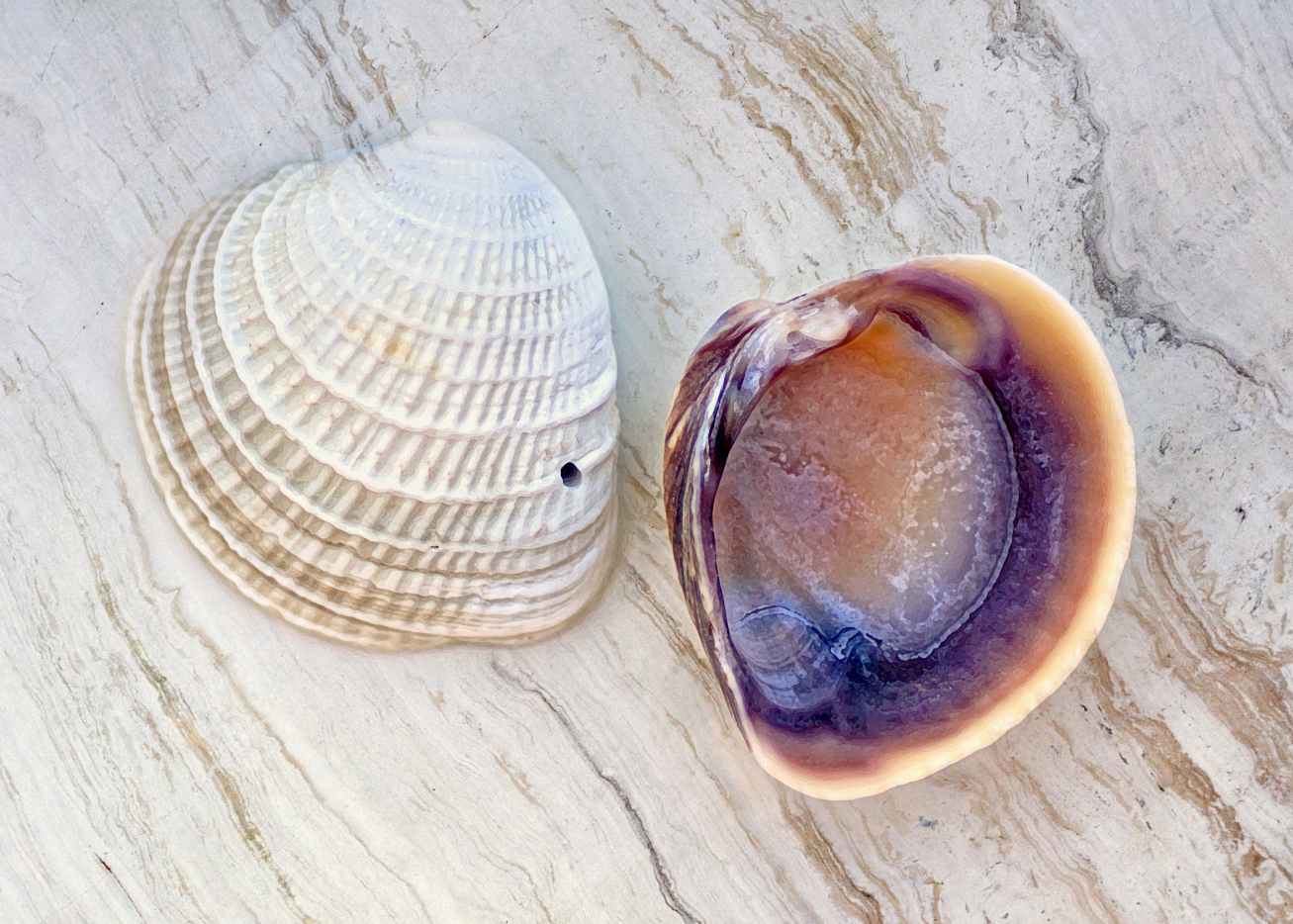 Clam Identification and Facts (From Cockles to Lucines) - HubPages