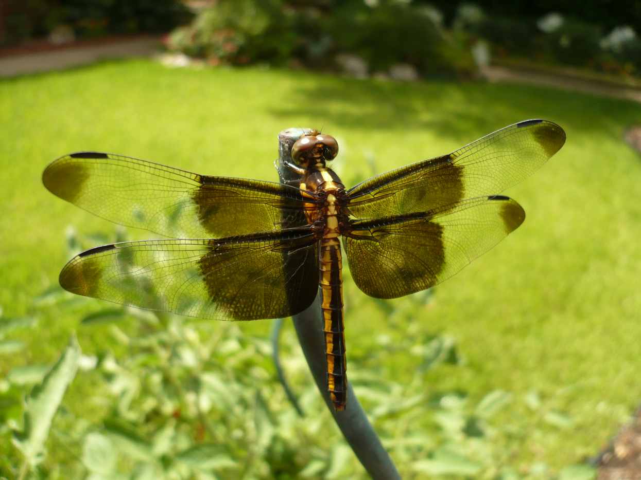 Learn About Beautiful Dragonflies With Photos and Videos - HubPages