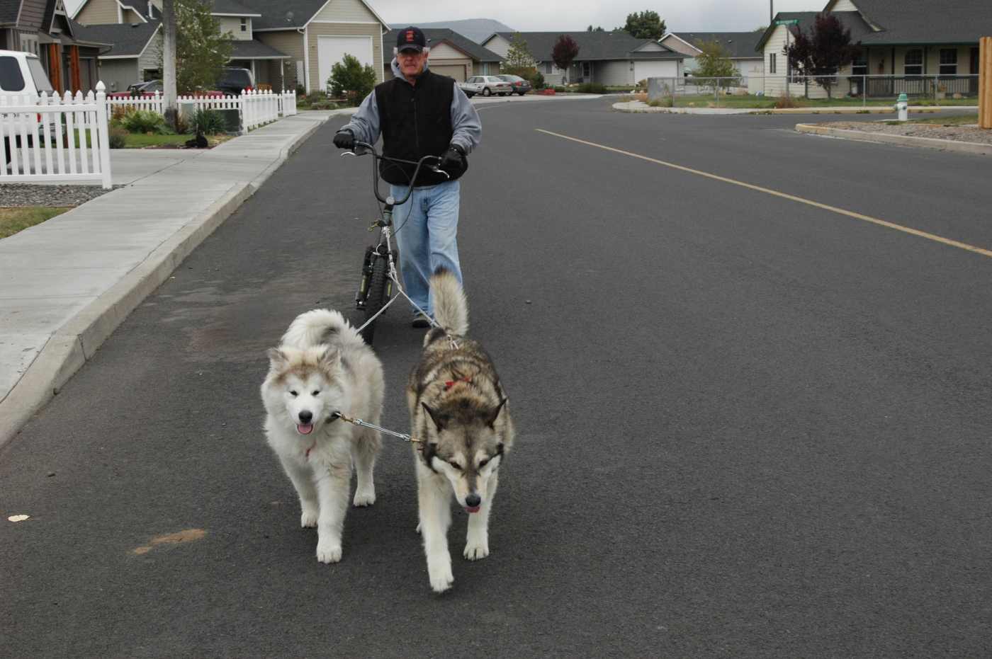 How To Teach Malamutes To Pull A Scooter - HubPages