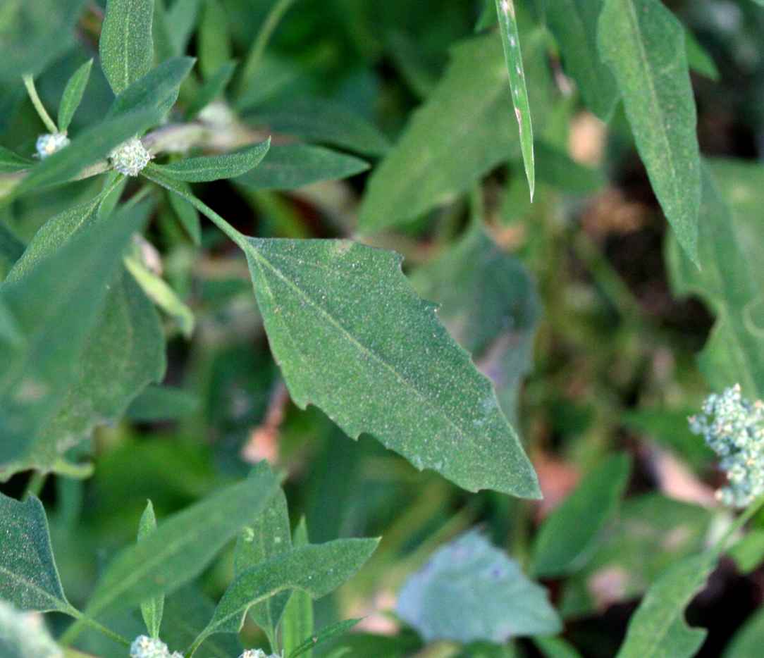 Bathua, Lambs Quarters or Chenopodium Album - Nutrition and Health ...