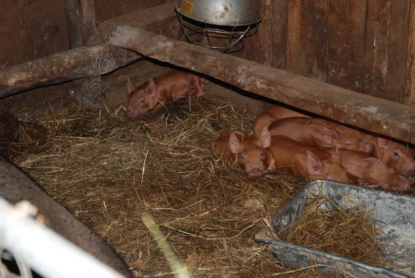 Keeping Pigs in the City: An Urban Farming Guide - HubPages