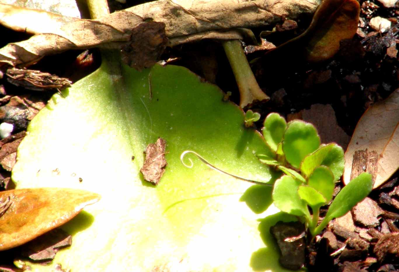 How to Plant Leaf of Life: Propagation From Just One Leaf - HubPages