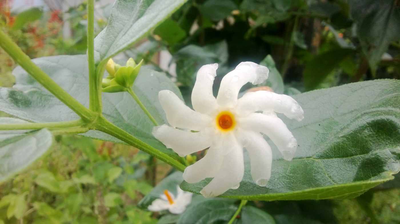 Night Jasmine (Harsingar, Parijat) and Its Health Benefits and Herbal ...