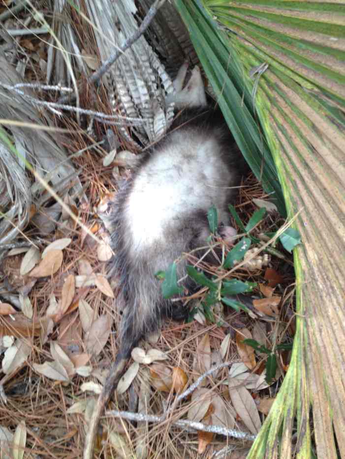 Caring for Baby Possums - HubPages