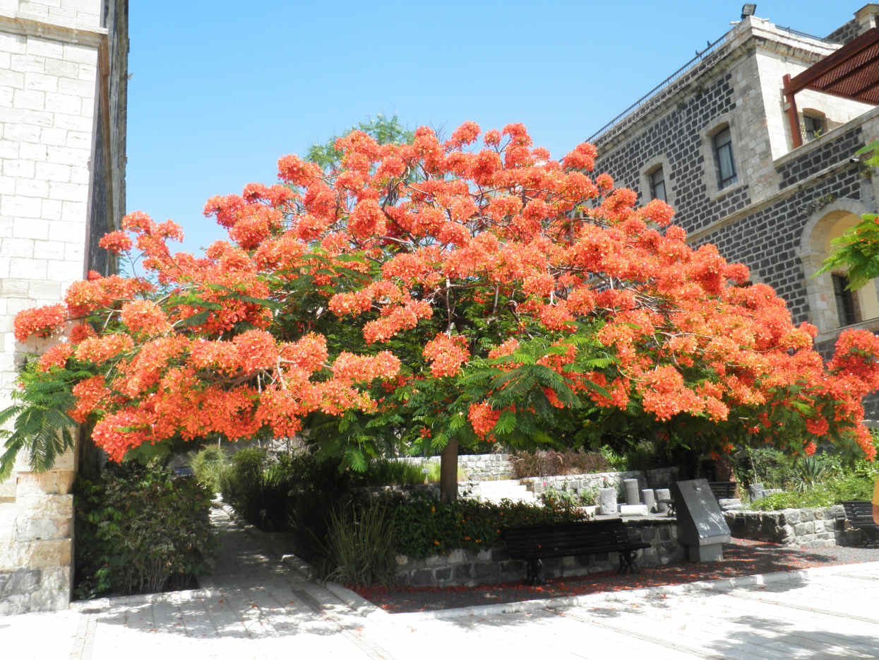Flame of the Forest - Delonix Regia - Gulmohar Tree - HubPages