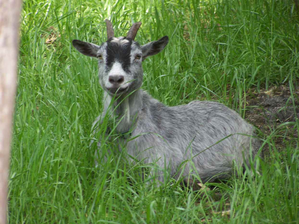 Goat Breeds - HubPages