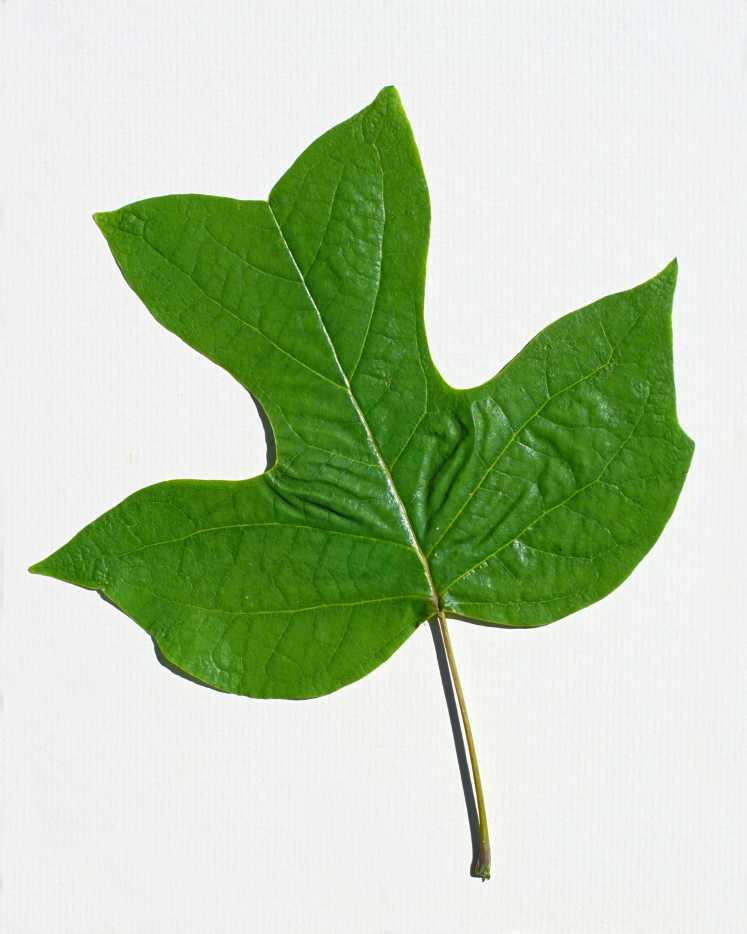 Identifying 13 Common Native Michigan Trees; Featuring Autumn Colors ...