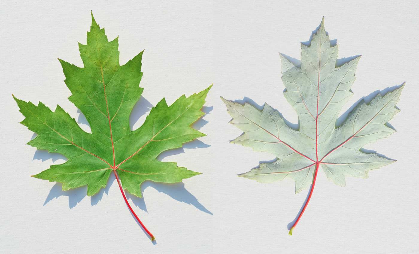 Identifying 13 Common Native Michigan Trees Showing Autumn Colors ...