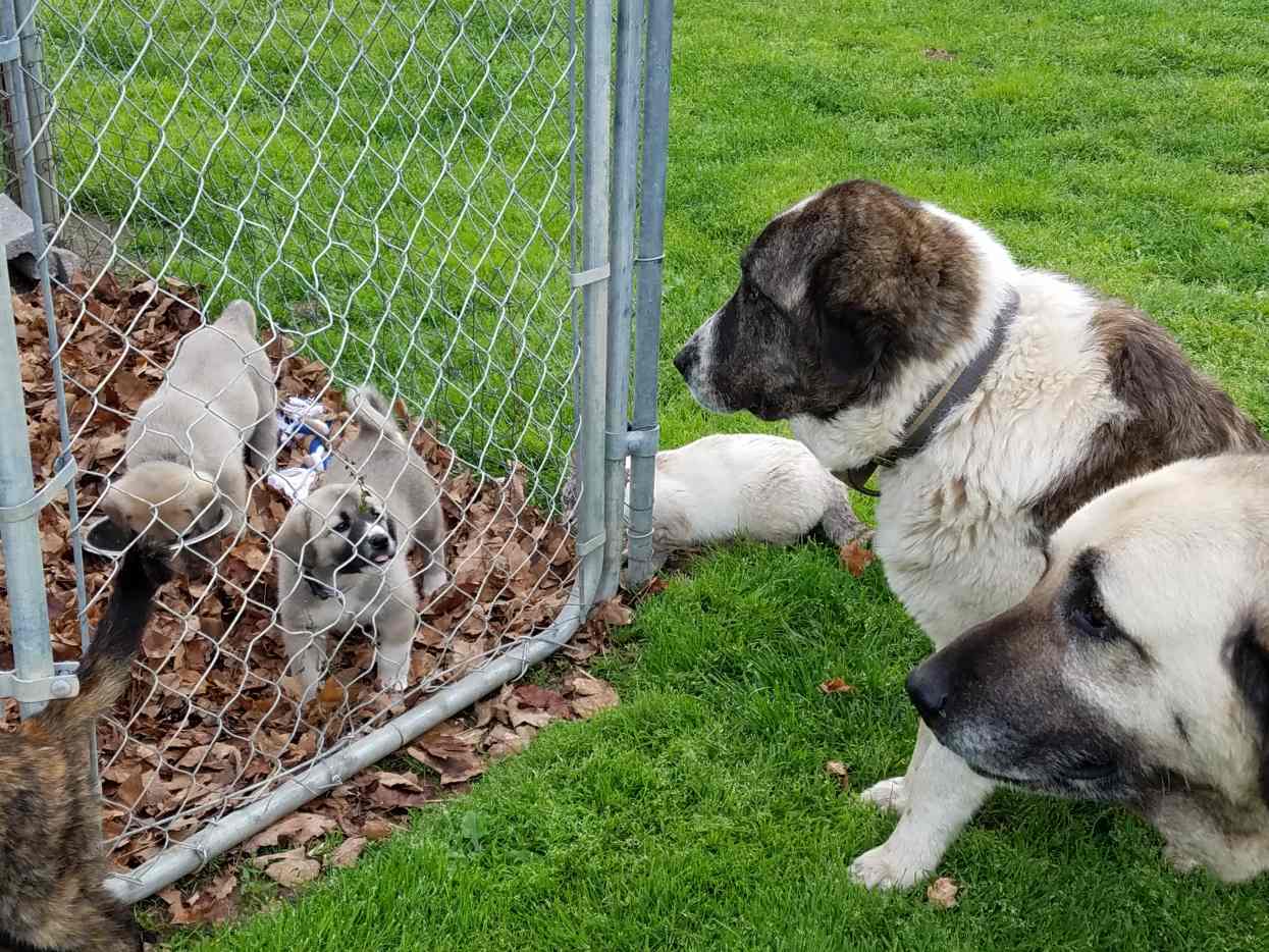 Anatolian Shepherd/Great Pyrenees Cross: A Great Livestock Guard Dog ...