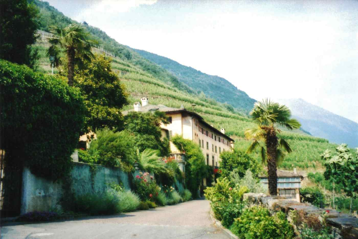 Ancient Valtellina Hillside Vineyards: Italian Wine, Food, and FAQs ...