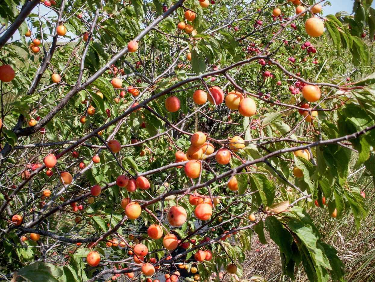 How to Can Whole Wild Plums: An Illustrated Guide - Delishably