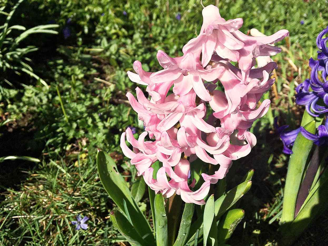 Spring Flowers of the Pacific Northwest: Facts and Photos - Owlcation