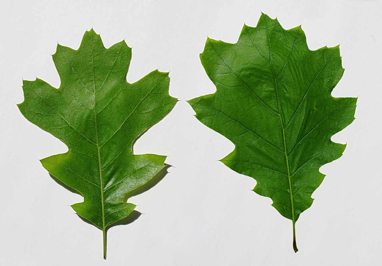 Identifying 13 Common Native Michigan Trees; Featuring Autumn Colors ...