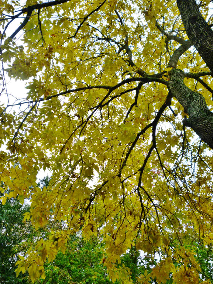 Fall Colored Leaves: Autumn Season Photos in Houston, TX - HubPages