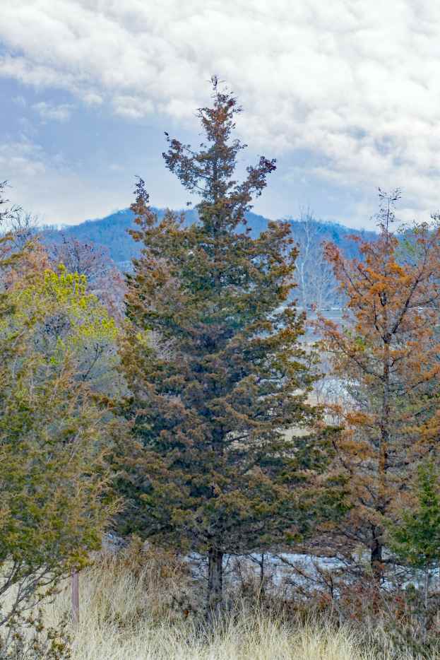 Common Michigan Conifers: Cedars, Firs, the Hemlock, and the Tamarack ...