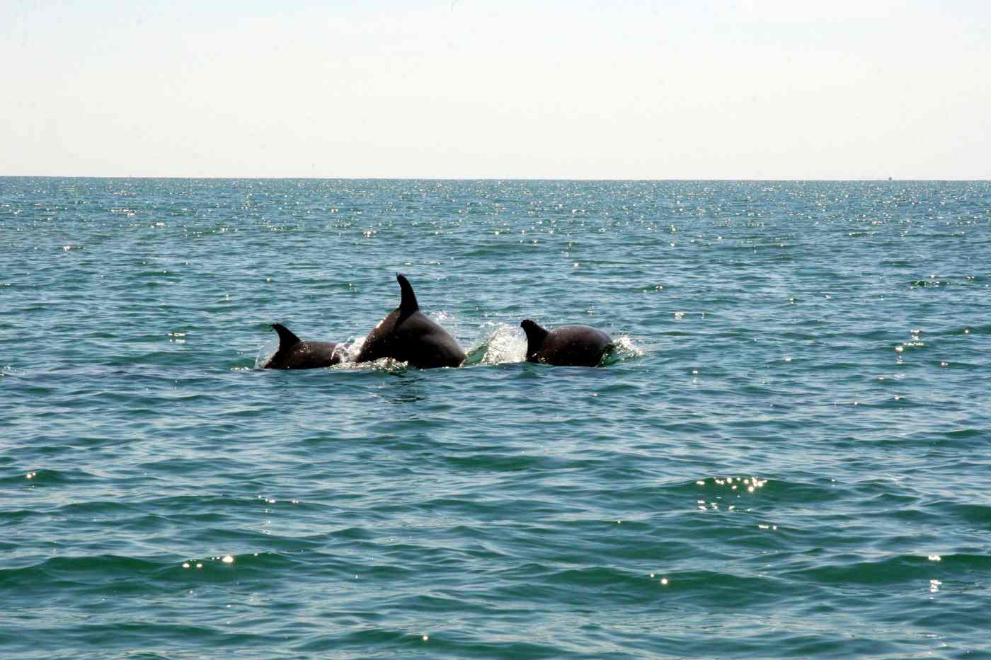 Review of Blue Wave Adventures Dolphin Tour in Myrtle Beach - HubPages