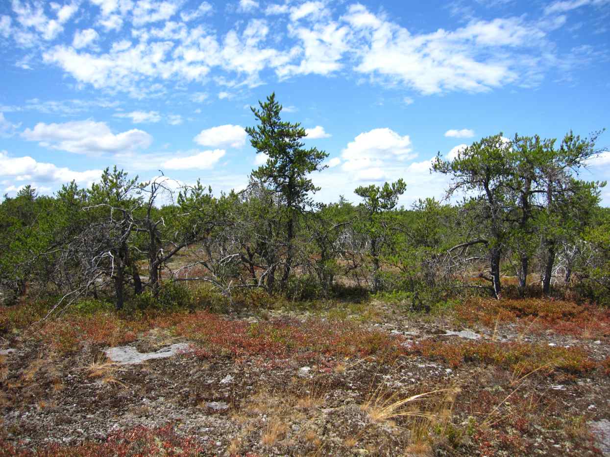 5 Most Common Pine Trees of Michigan - HubPages