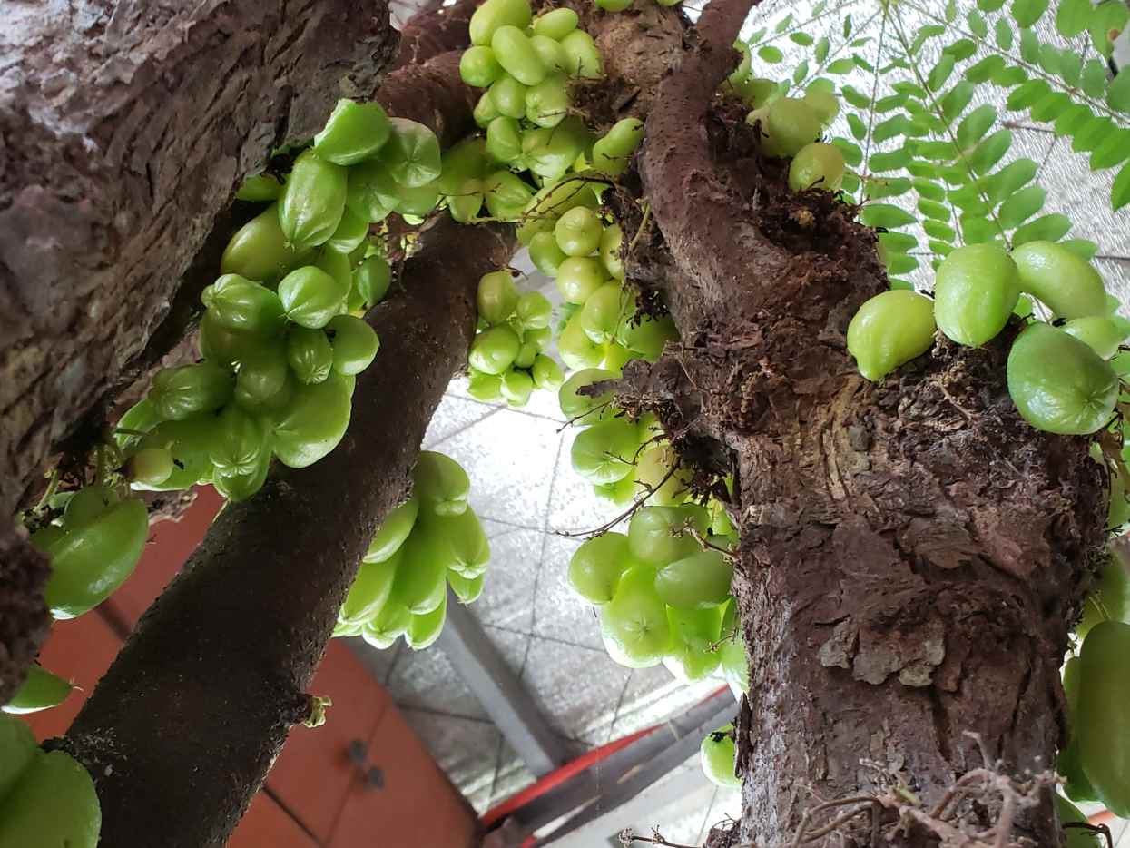 Fruits Found in the Philippines - HubPages