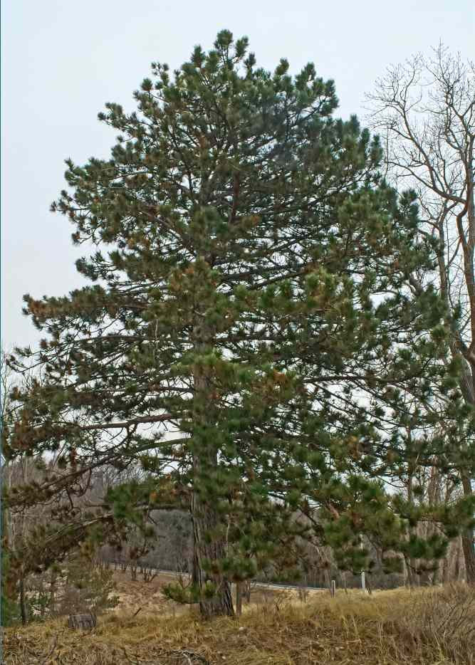 5 Most Common Pine Trees of Michigan - HubPages