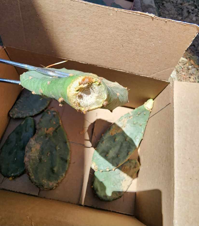 A Simple Guide To Growing Prickly Pear Cactus - HubPages