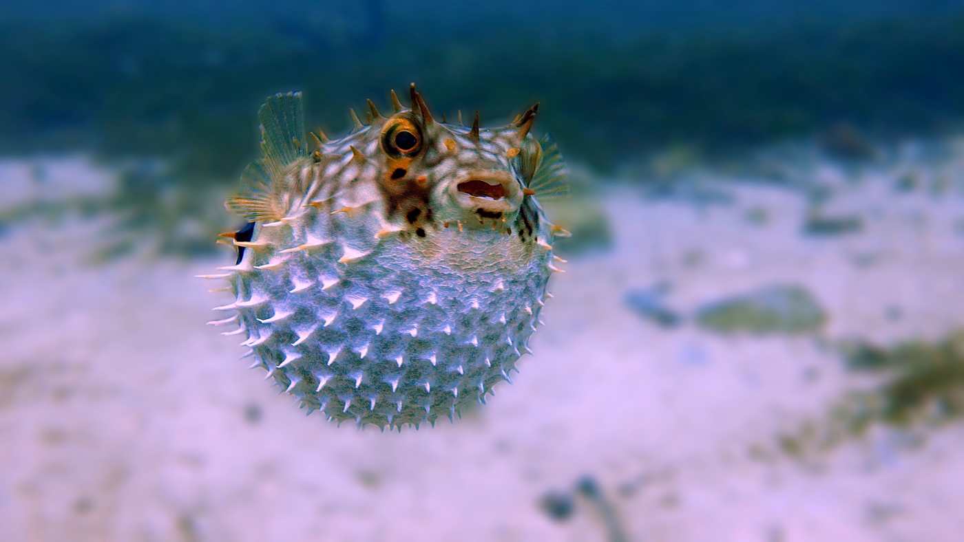 The Fascinating World of Spiny, Spiky Sea Creatures - HubPages