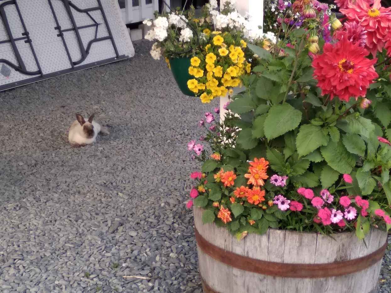 The Mysterious Rabbits of Valdez, Alaska - HubPages